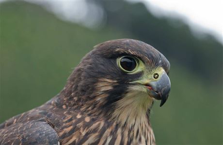 New Zealand falcon/kārearea: New Zealand native land birds